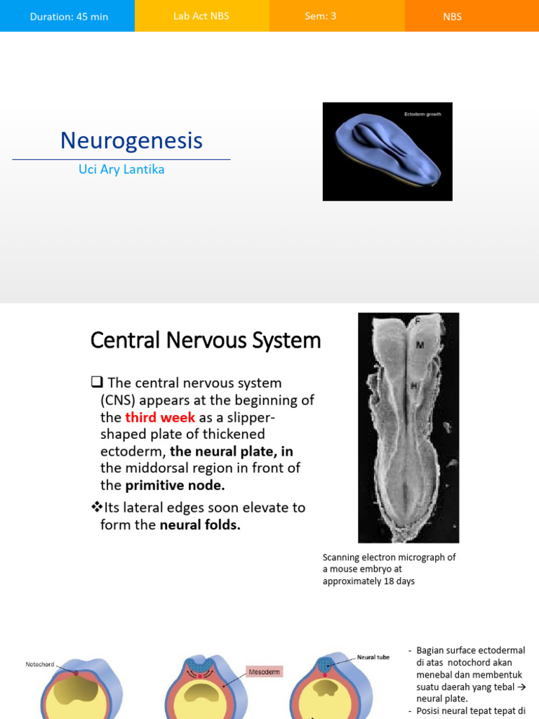 Proses Neurogenesis dan Neural Crest | PDF