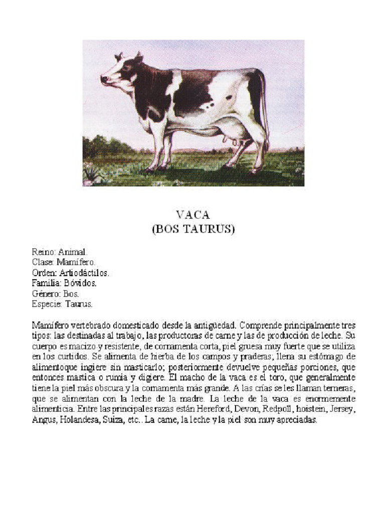 VACA | PDF