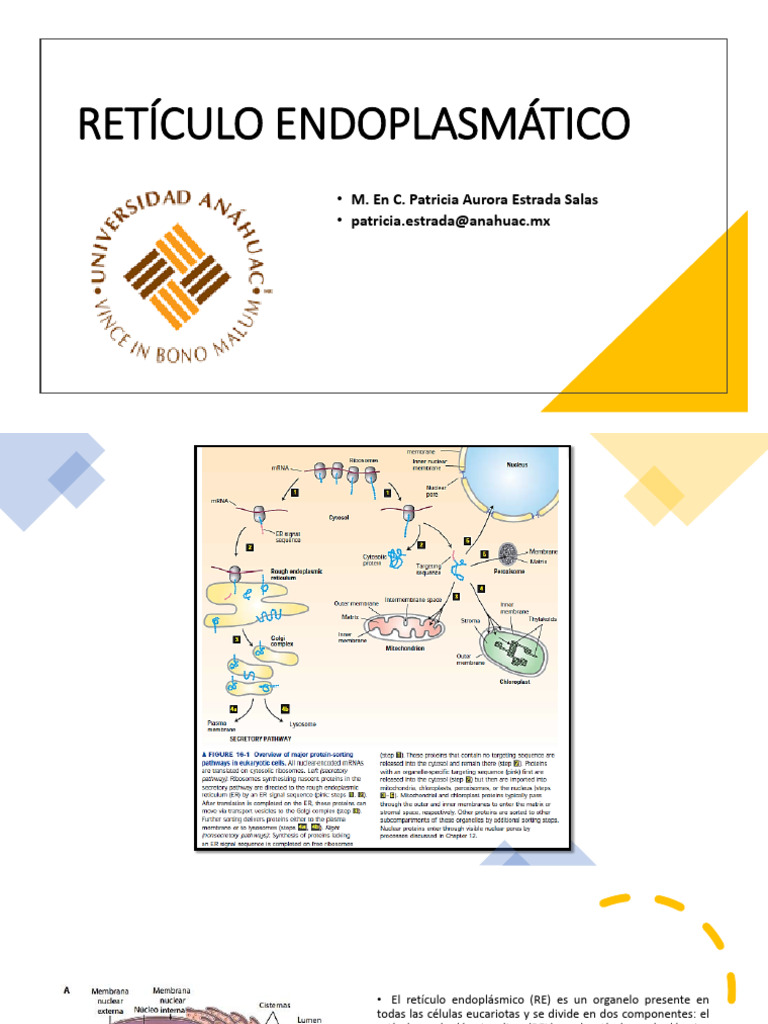 Retículo Endoplásmico: Funciones y Tipos | PDF | Retículo endoplásmico ...