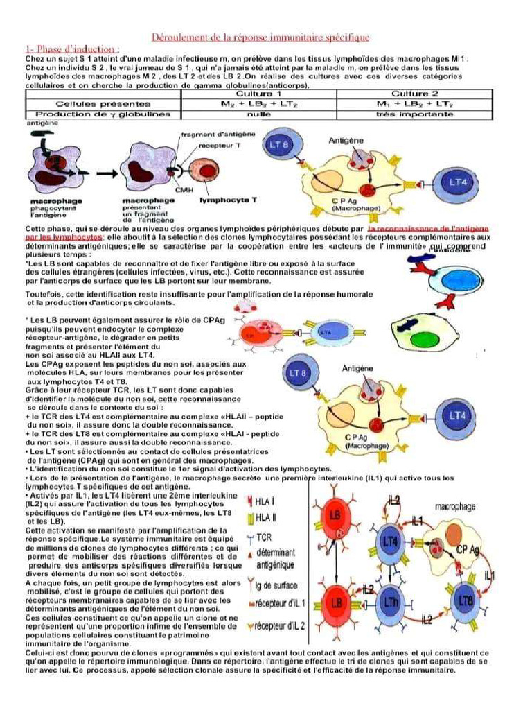 Cours Immunité..Bac Sciences.. | PDF