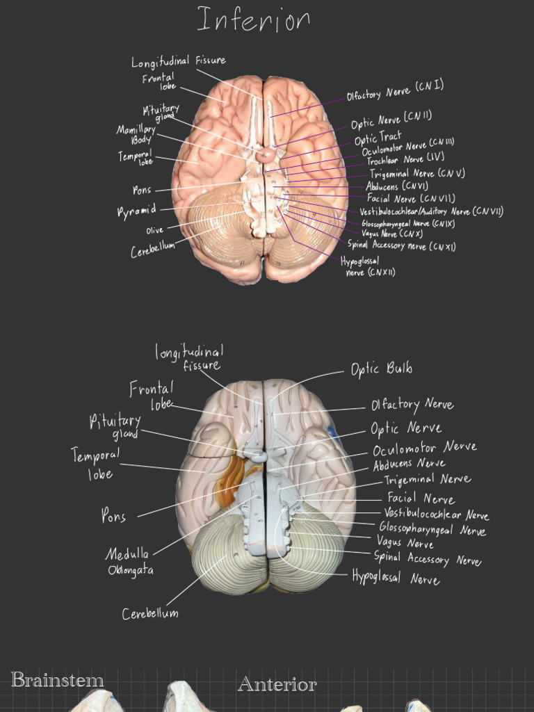 Brainstem | PDF | Brainstem | Brain