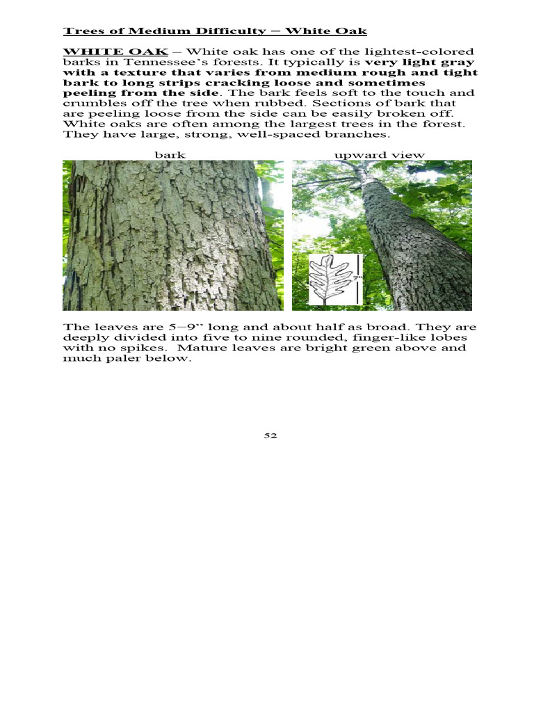 The All Season Pocket Guide To Identifying Common Tennessee Trees | PDF
