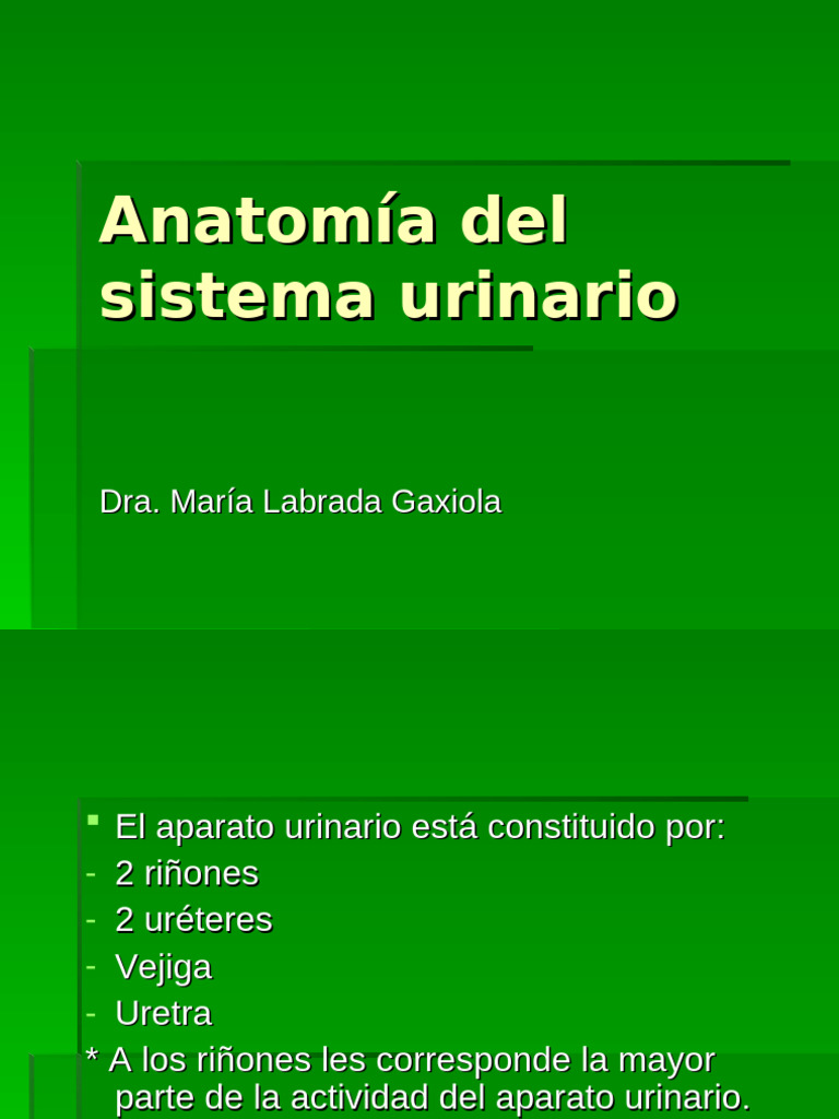 Anatomia Del Sistema Urinario | PDF | Riñón | Sistema urinario