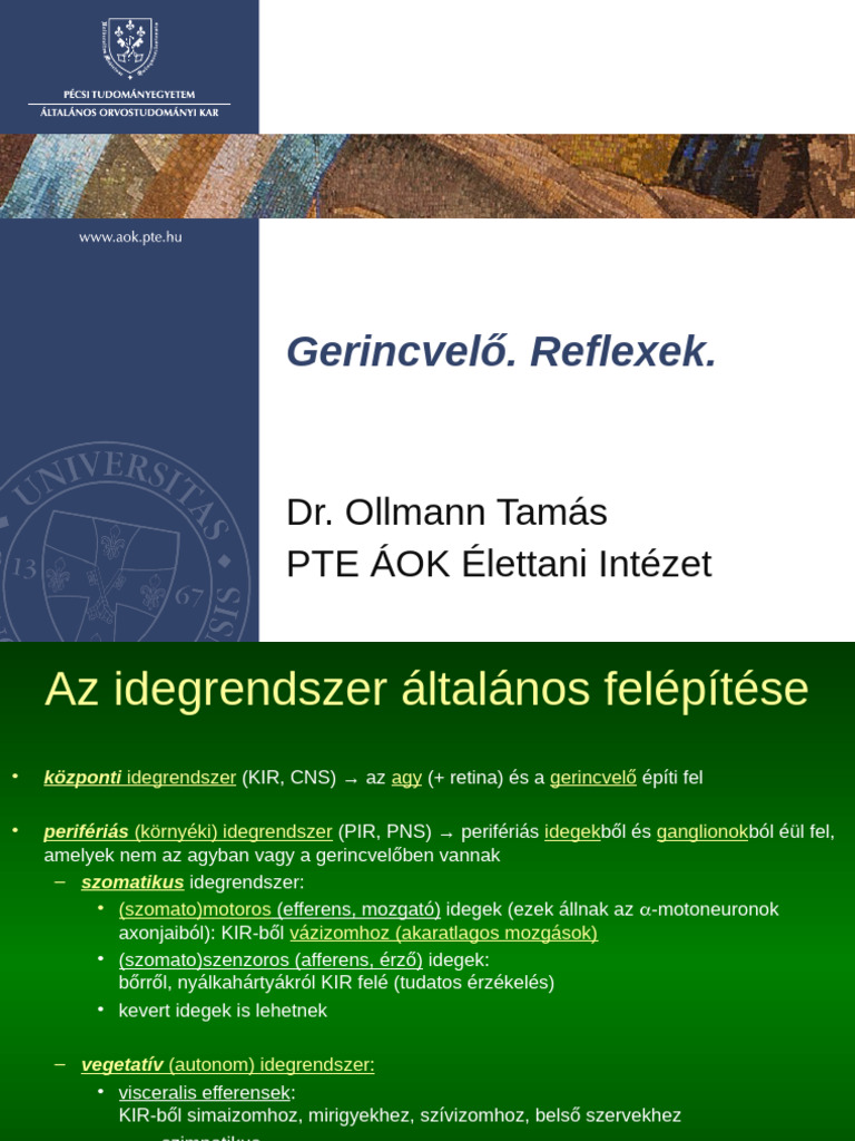 10 Gerincvelő, Reflexek | PDF