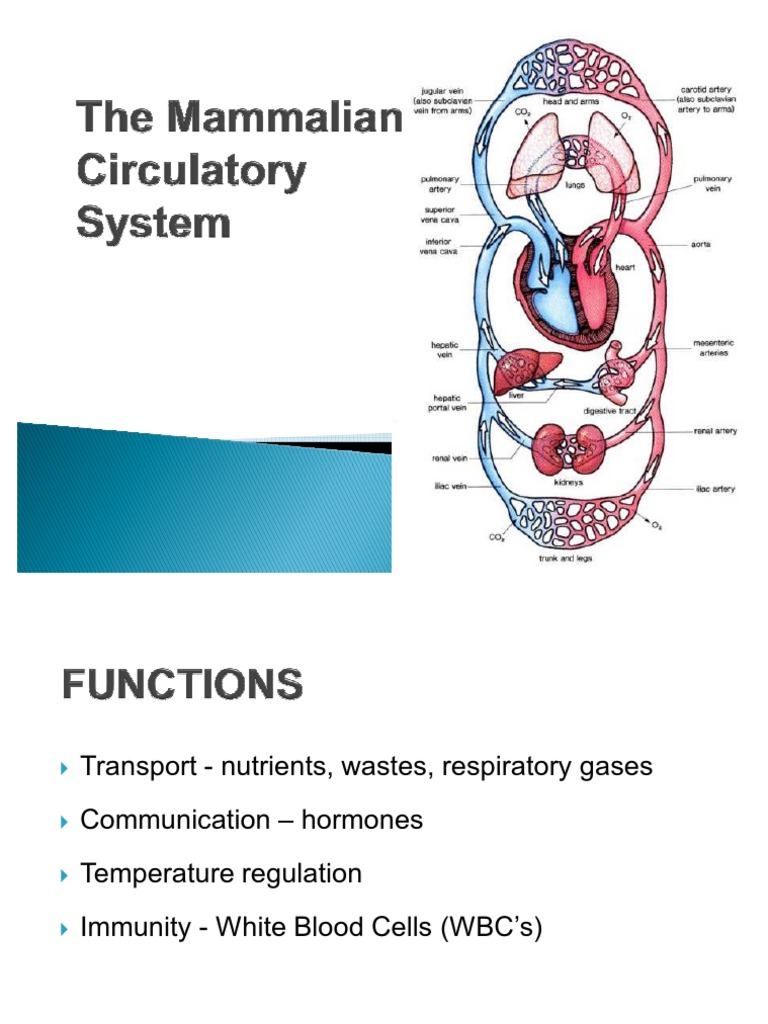 The Mammalian Circulatory System | Heart Valve | Heart