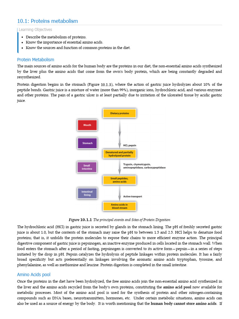 10.1 - Proteins Metabolism - Chemistry LibreTexts | PDF | Amino Acid ...