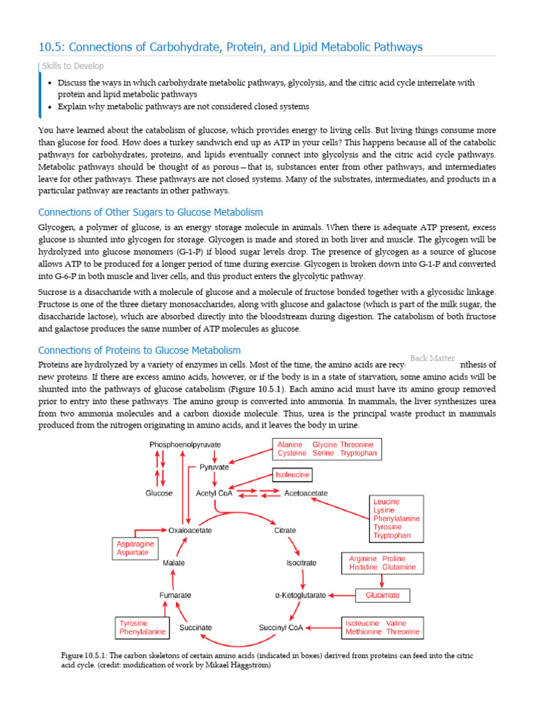 10.5 - Connections of Carbohydrate, Protein, and Lipid Metabolic ...