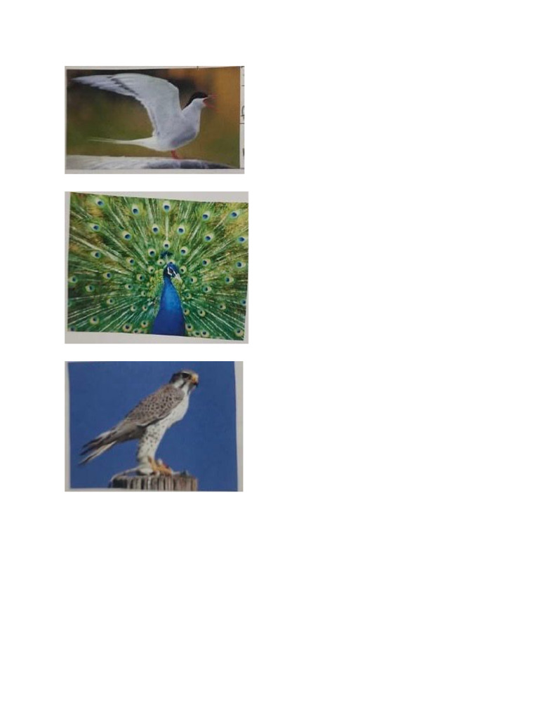 Birds | PDF