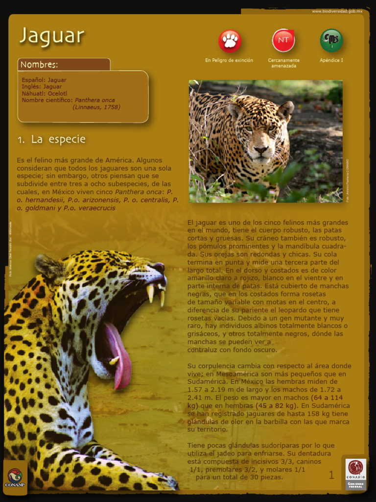 Jaguar | PDF | Jaguar | Era precolombina