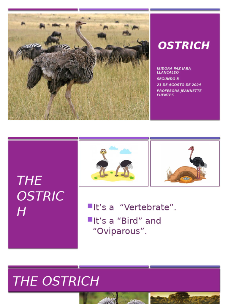 Ostrich_Isidora Jara | PDF
