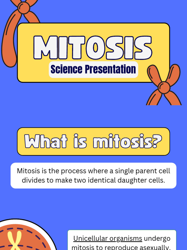 Mitosis Process Overview | PDF