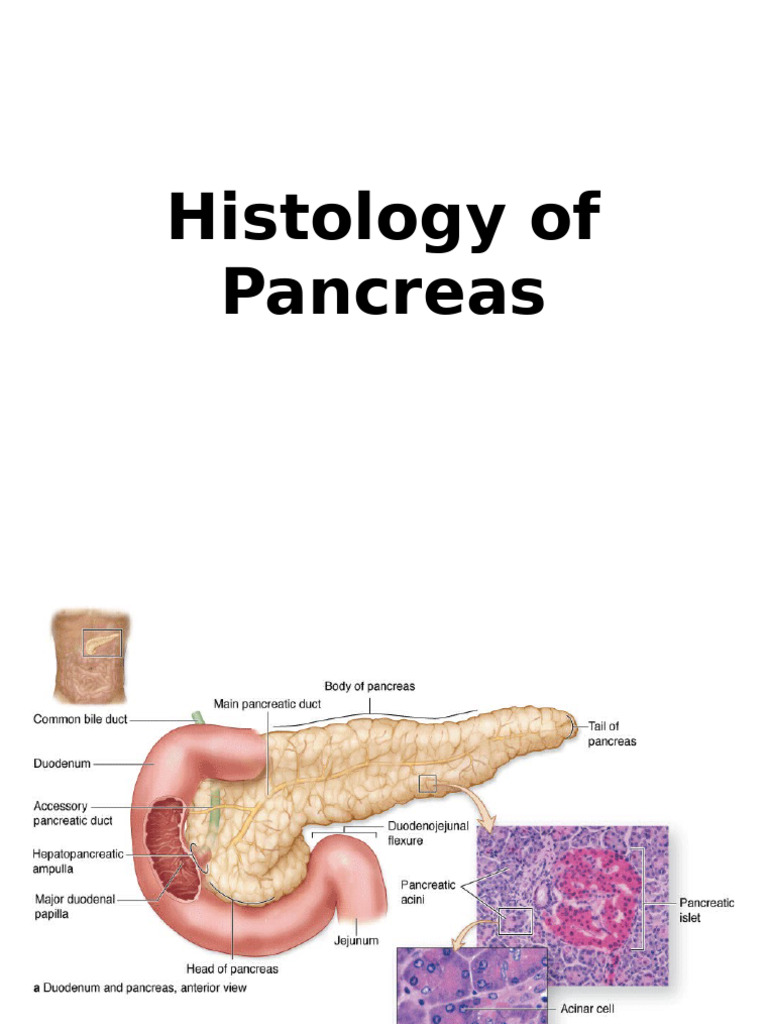 Histo - Pancreas | PDF | Social Science | Wellness