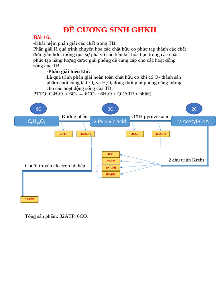 Đề Cương Sinh Ghkii c | PDF