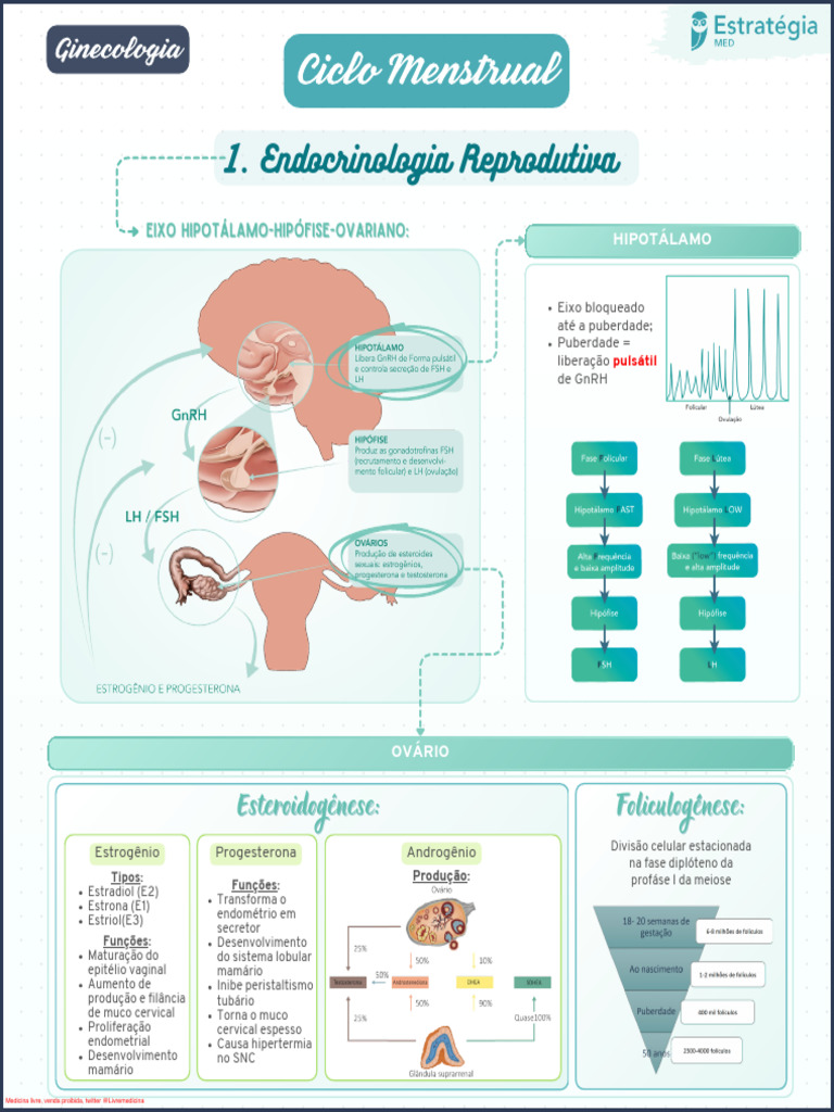 Mapa_ciclo | PDF | Ciclo menstrual | Estrogênio