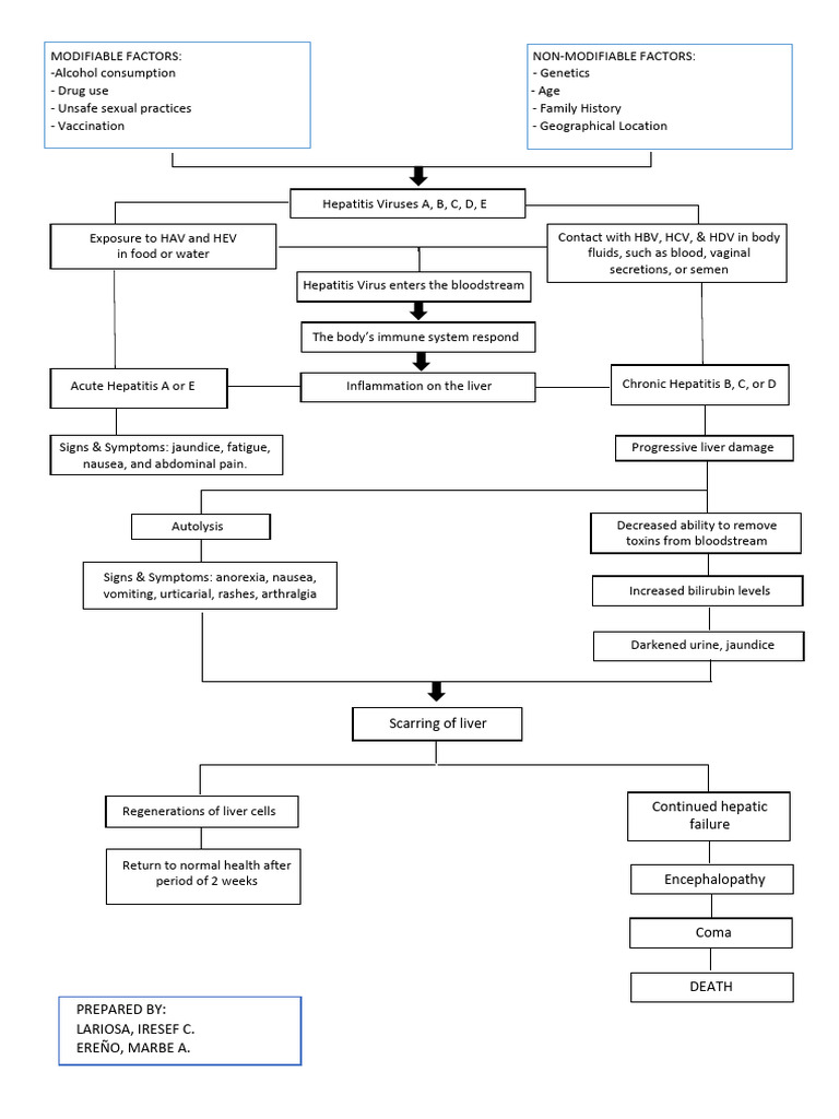 HEPATITIS PATHOPHYSIOLOGY | PDF | Hepatitis | Hepatitis B