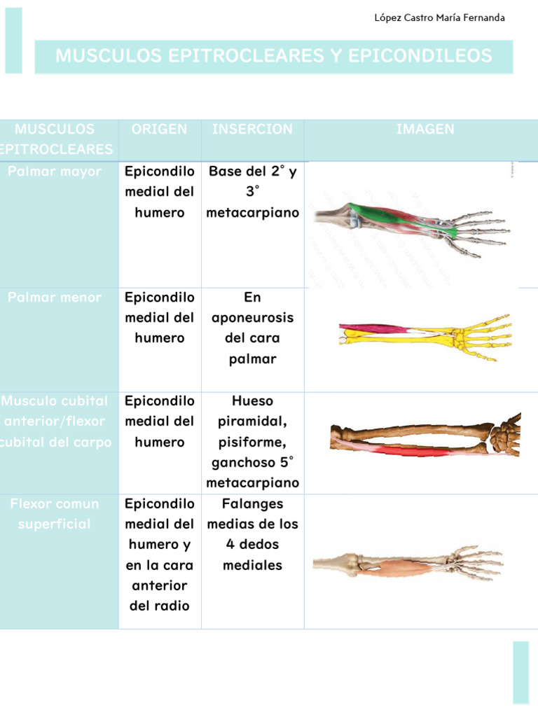 Músculos Epicondilo | PDF