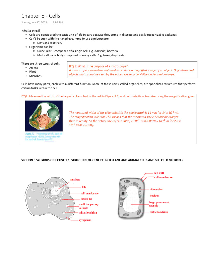Chapter 8 - Animal and Plant Cells | PDF | Cell (Biology) | Chloroplast