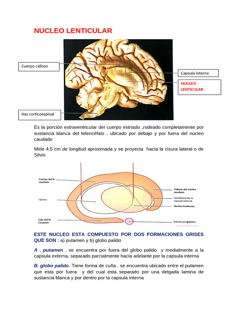 Anatomía y Función del Núcleo Lenticular | PDF | Cerebro | Cerebro