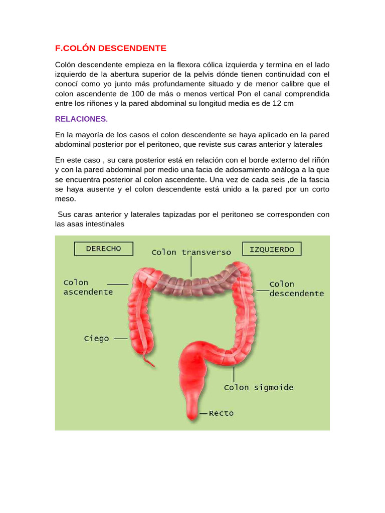 Colon Descendente | PDF | Intestino grueso | Pelvis
