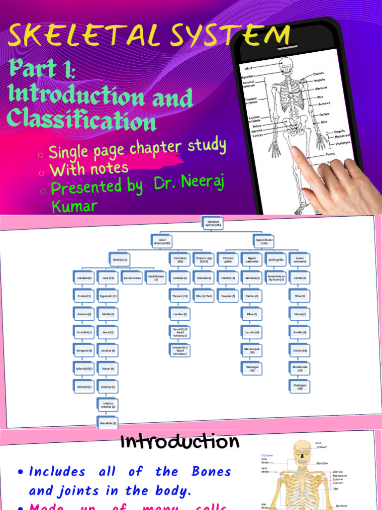 SKELETAL SYSTEM.pptx | PDF | Vertebra | Vertebral Column