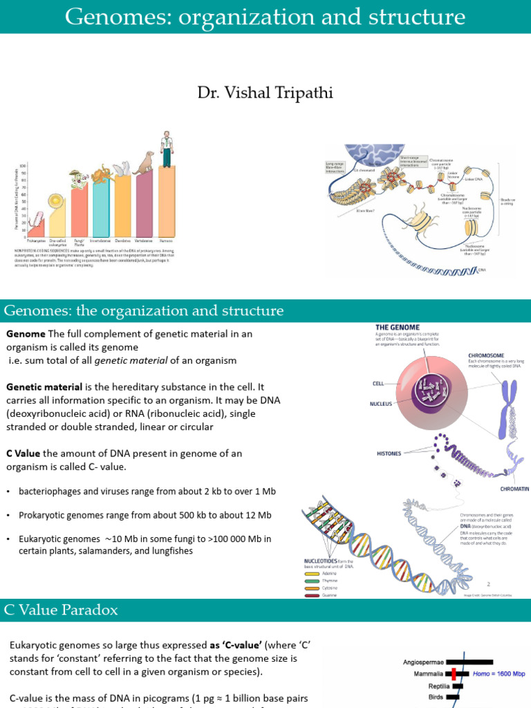 Complete - Genome Organisation | PDF | Histone | Chromatin