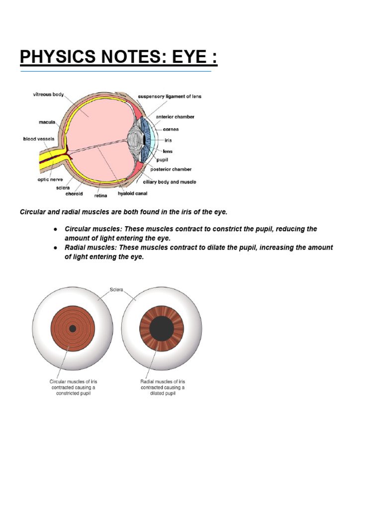 Physics Eye and Colourful World Notes Imp | PDF | Eye | Retina