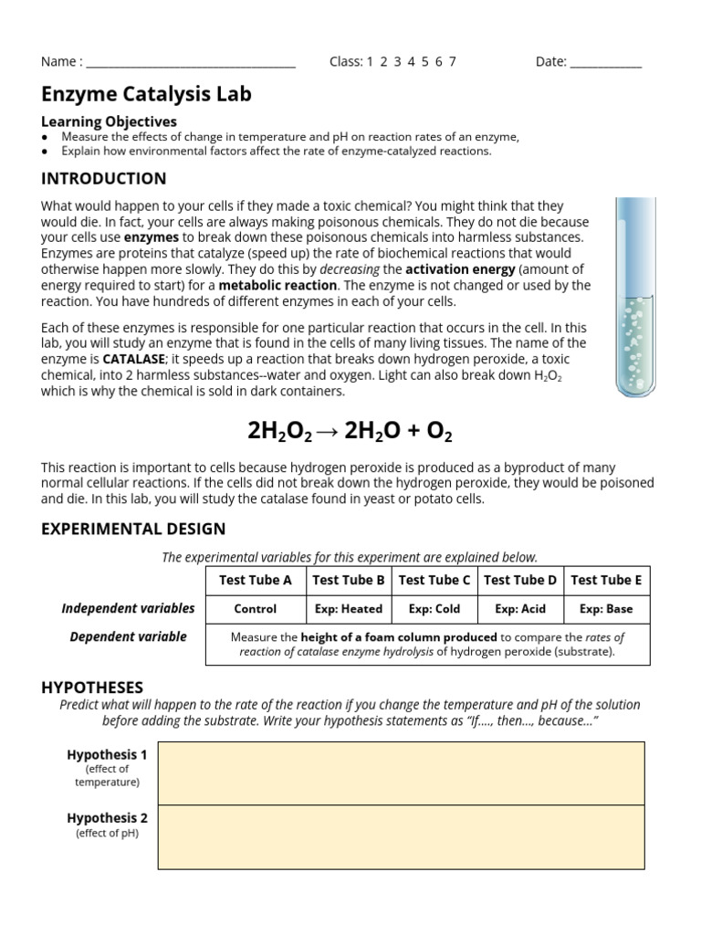 Catalase Enzyme Lab (2022) | PDF | Catalase | Enzyme