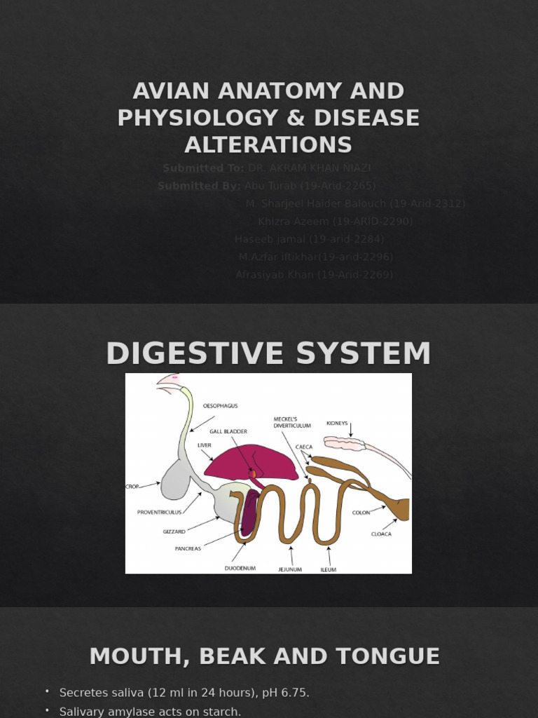Avian Anatomy, Physiology, and Diseases | PDF | Lymphatic System | Kidney