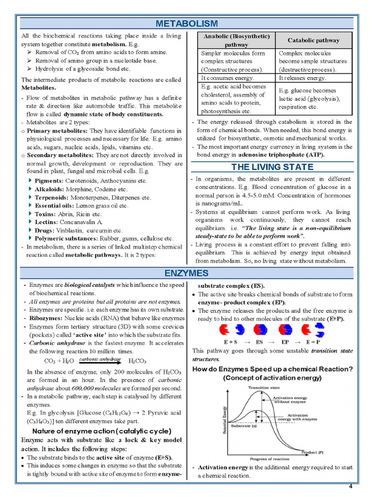 Biology Notes 12 | PDF