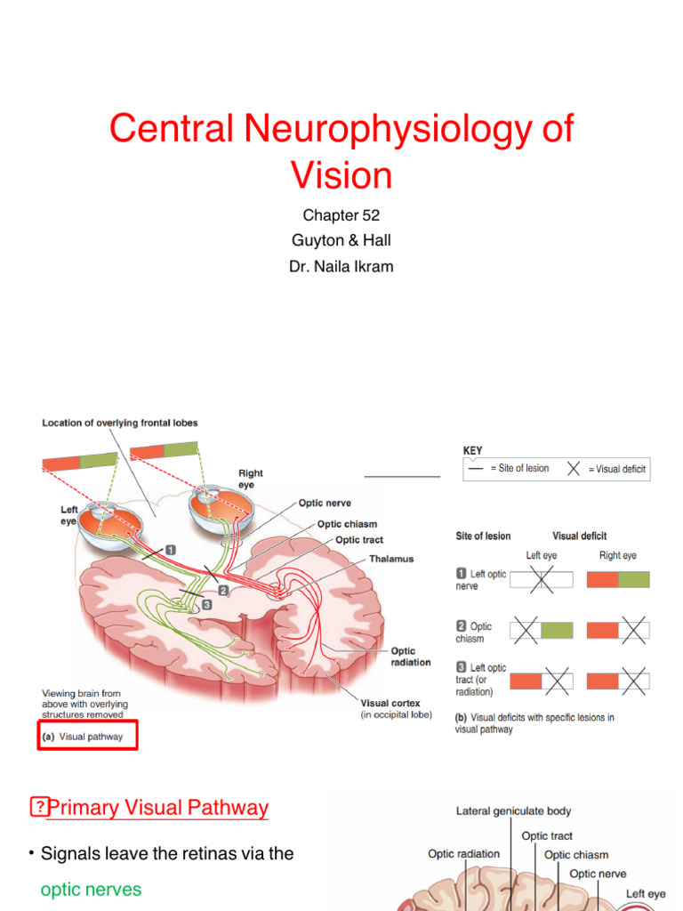 Central Neurophysiology of Vision 1 | PDF | Visual System | Visual Cortex
