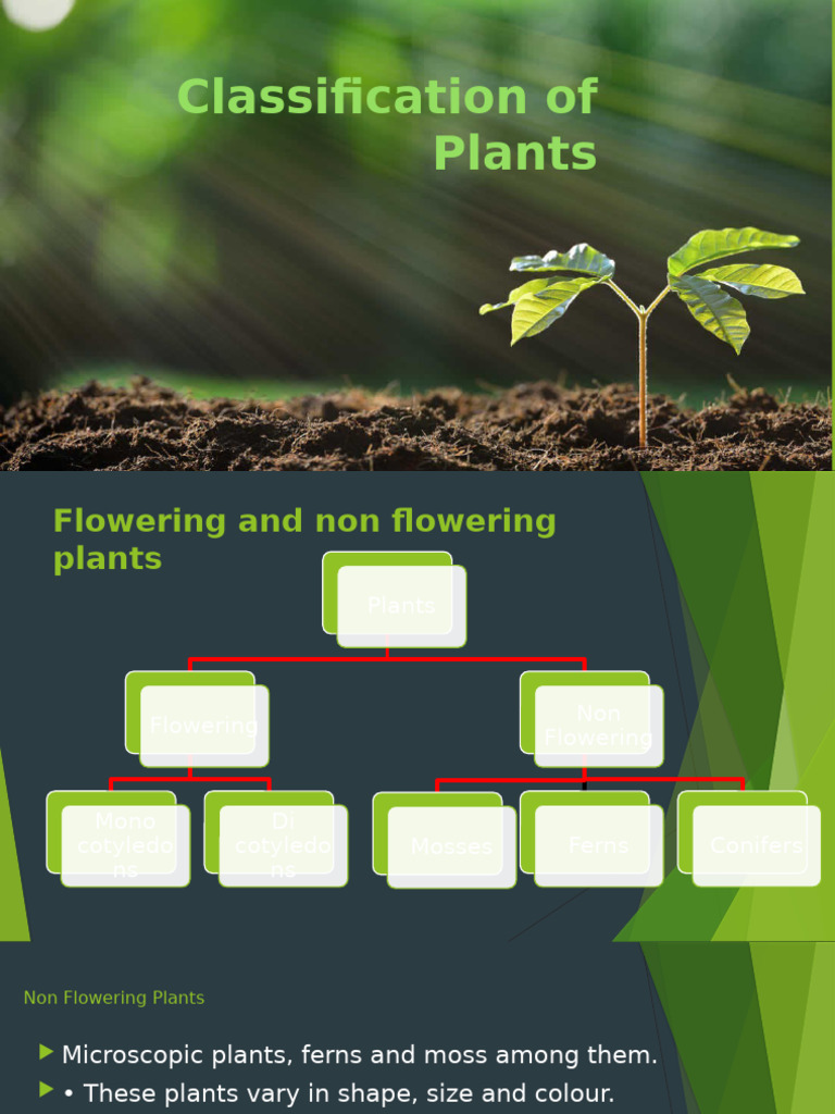 Classification of Plants | PDF | Science & Mathematics