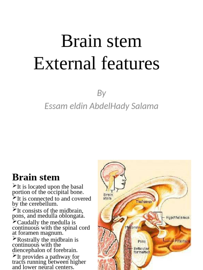Brain Stem Presentation | PDF | Brainstem | Brain