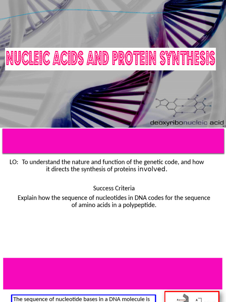 Nucleic Acids and Proteins-24 Oct | PDF | Translation (Biology) | Rna