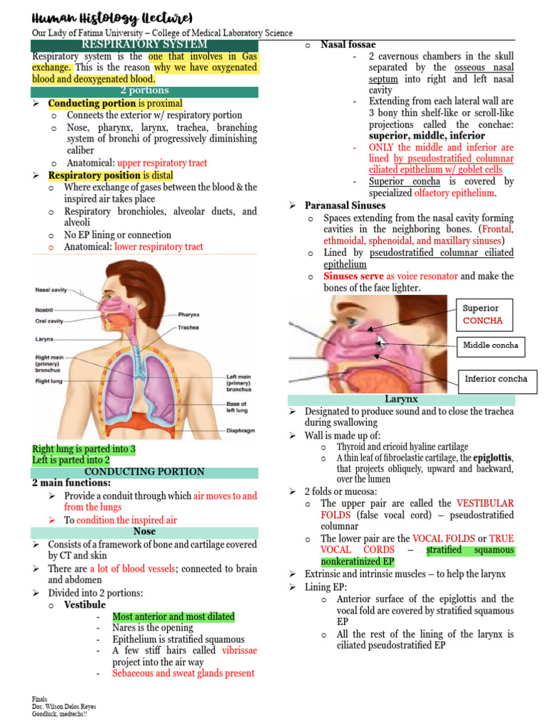 Human Histology: Respiratory System Overview | PDF | Respiratory Tract ...