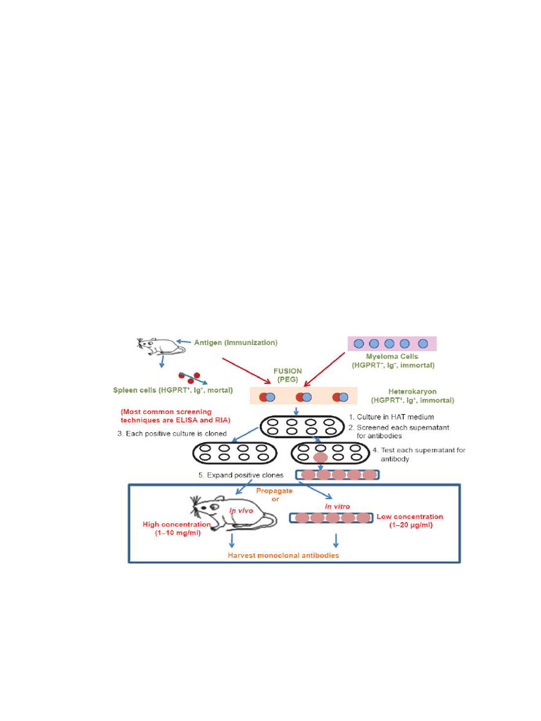 Lect_5_ Monoclonal antibodies | PDF | Monoclonal Antibody | Antibody