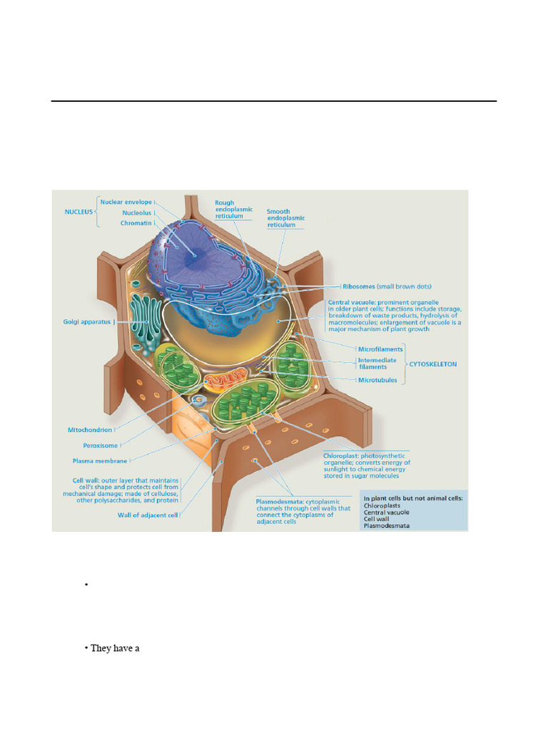 MBG 113_Lab4_Plant cells and organeles | PDF | Staining | Vacuole