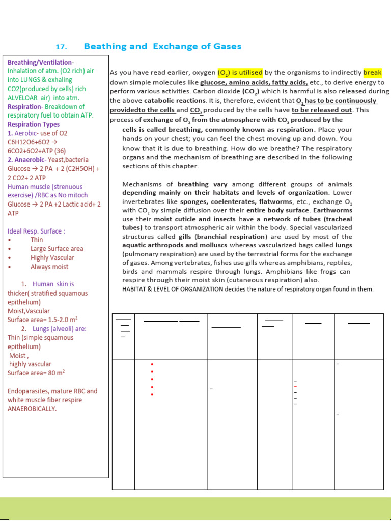 respiration and breathing | PDF | Respiratory Tract | Breathing