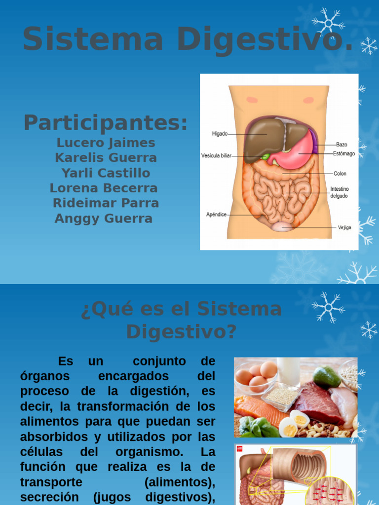 sistema digesti | PDF | Tracto gastrointestinal | Sistema digestivo humano