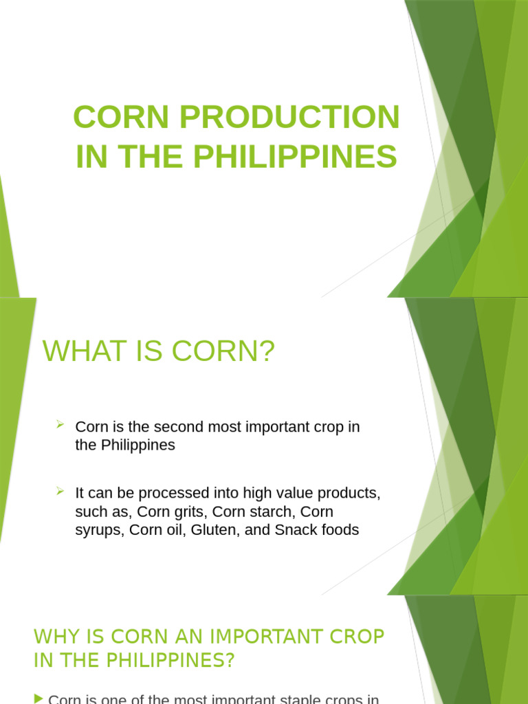 Corn Production in the Philippines | PDF | Maize | Agriculture