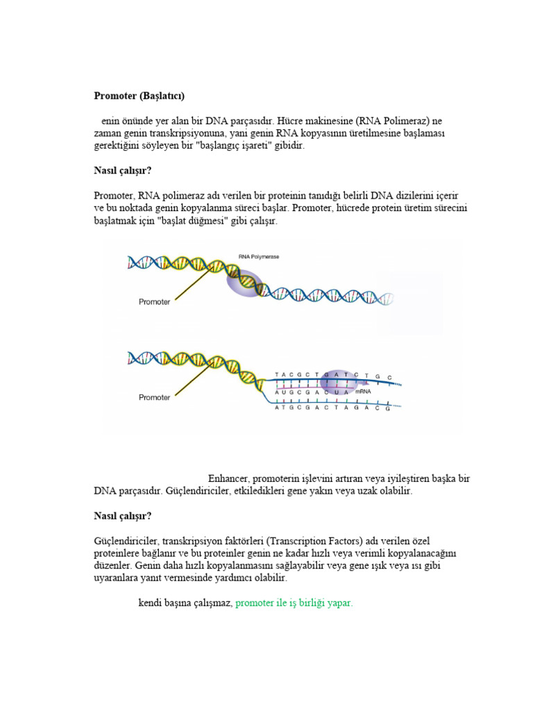 Ekson Ve İntron | PDF