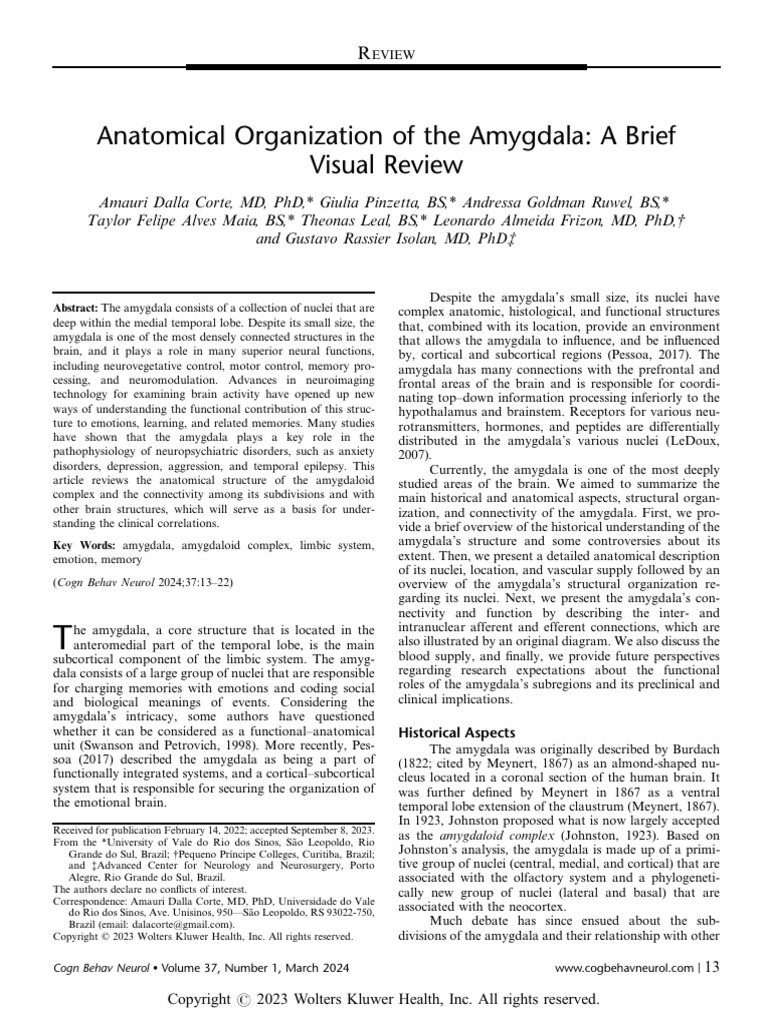 Amygdala Anatomy and Connectivity Review | PDF | Striatum | Amygdala