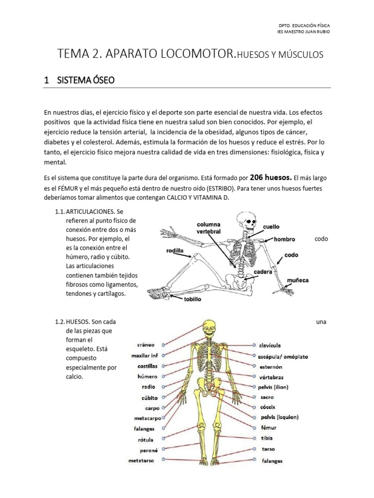 Tema 2 Sistema Oseo y Muscular | PDF | Salud y bienestar