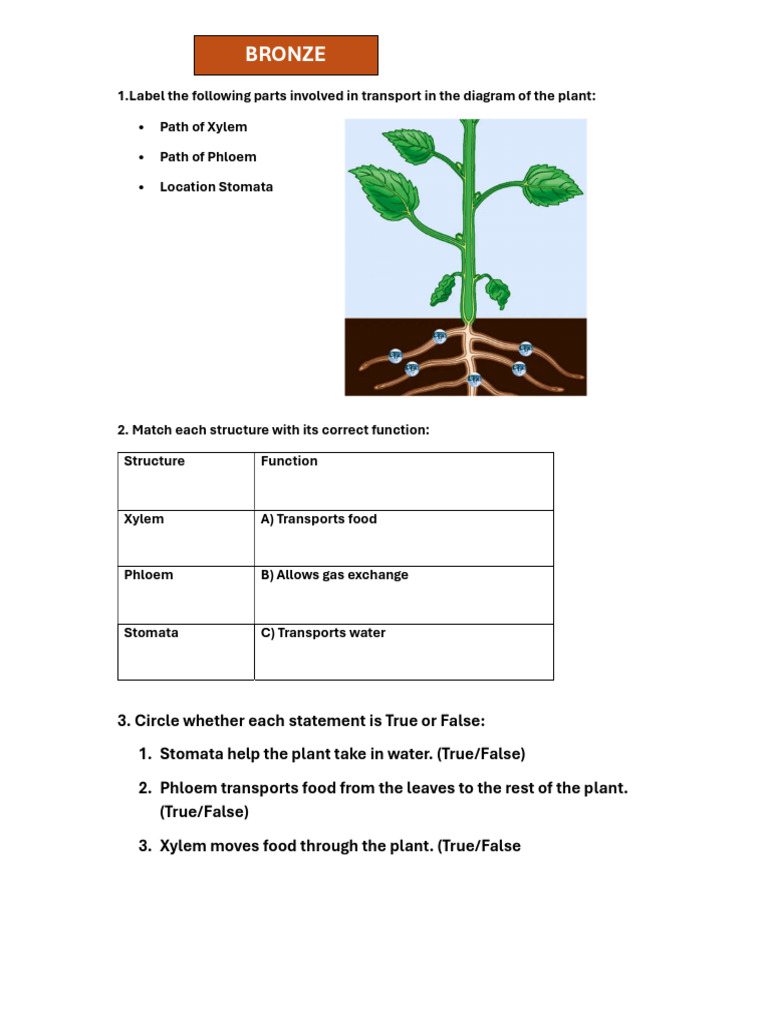 Plant Transport System Worksheet | PDF