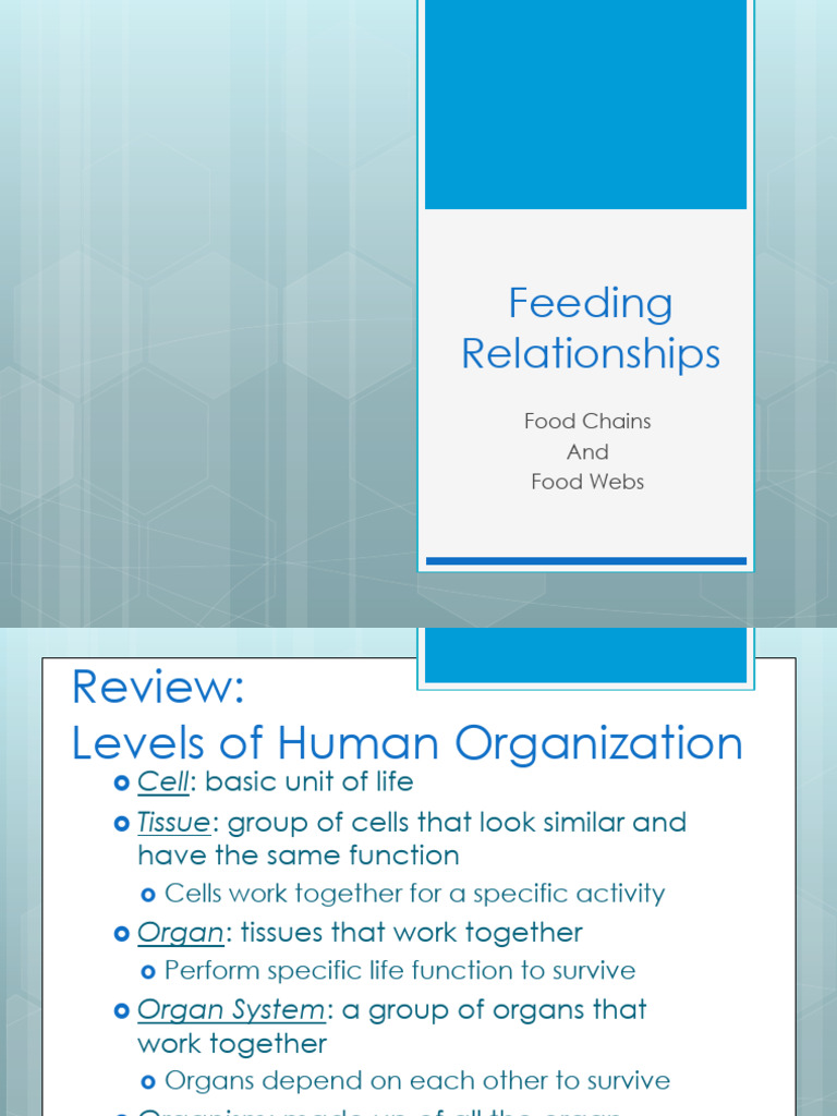 Feeding Relationships Lecture | PDF | Ecosystem | Food Web