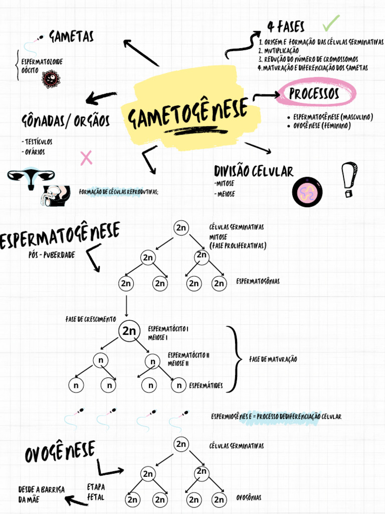Mapa Mental Gametogênese-1 | PDF | Biologia de Desenvolvimento | Anatomia