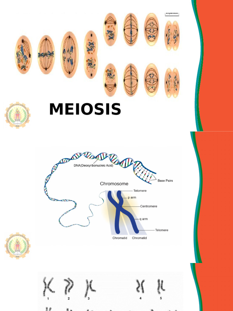 Meiosis | PDF | Meiosis | Sexual Reproduction