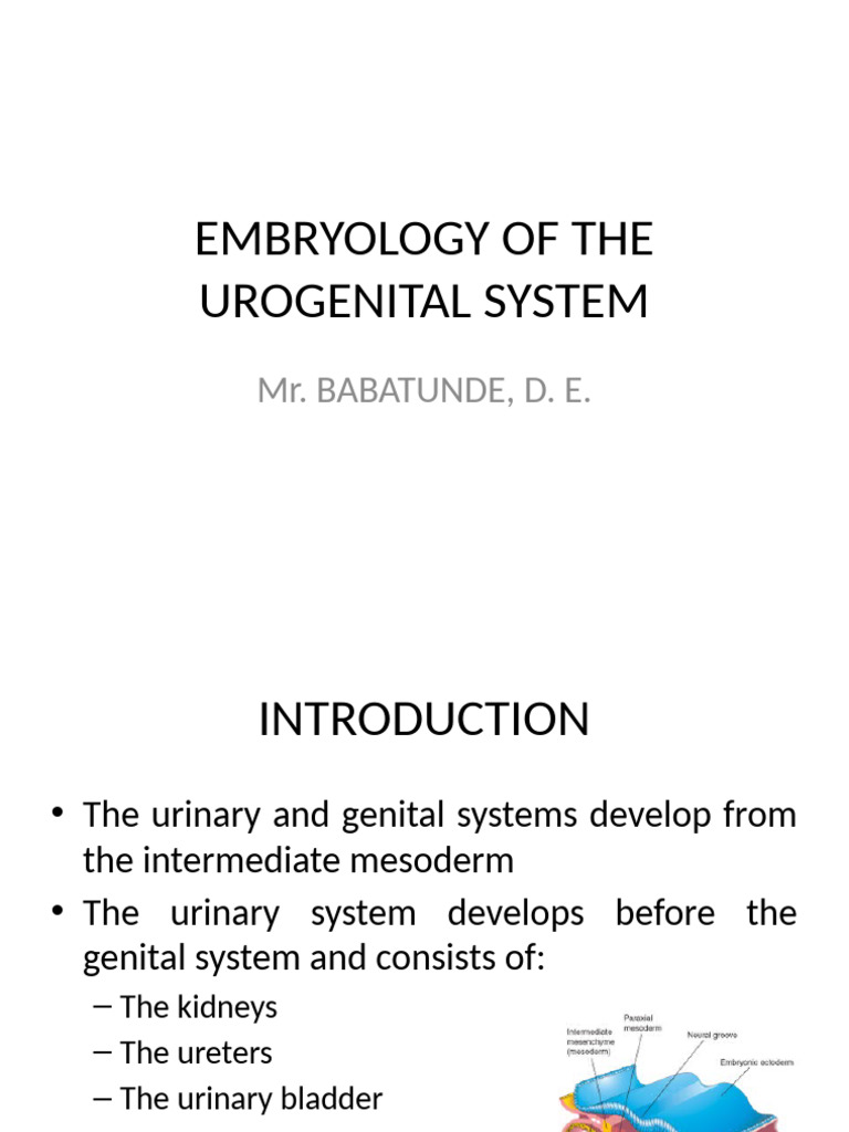 UGS Embryology | PDF | Kidney | Genitourinary System