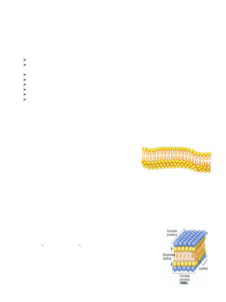 MEMBRANA | PDF | Membrana celular | Fosfolipídeo