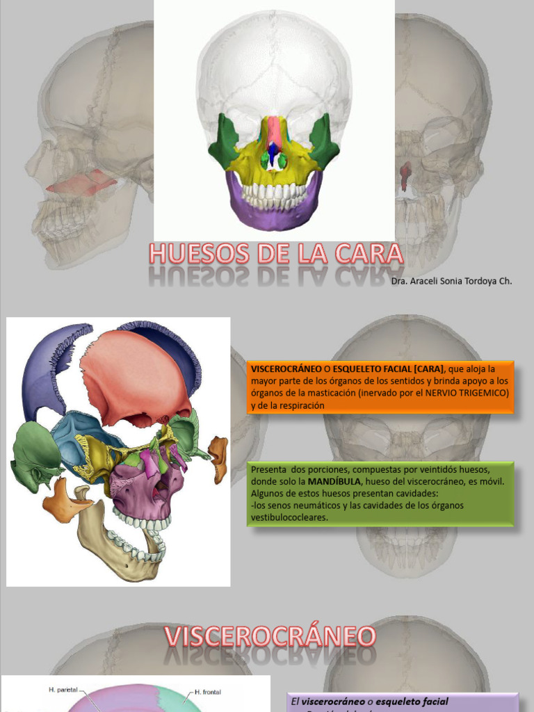 Anatomía del Esqueleto Facial | PDF | Anatomía humana | Sistema esquelético