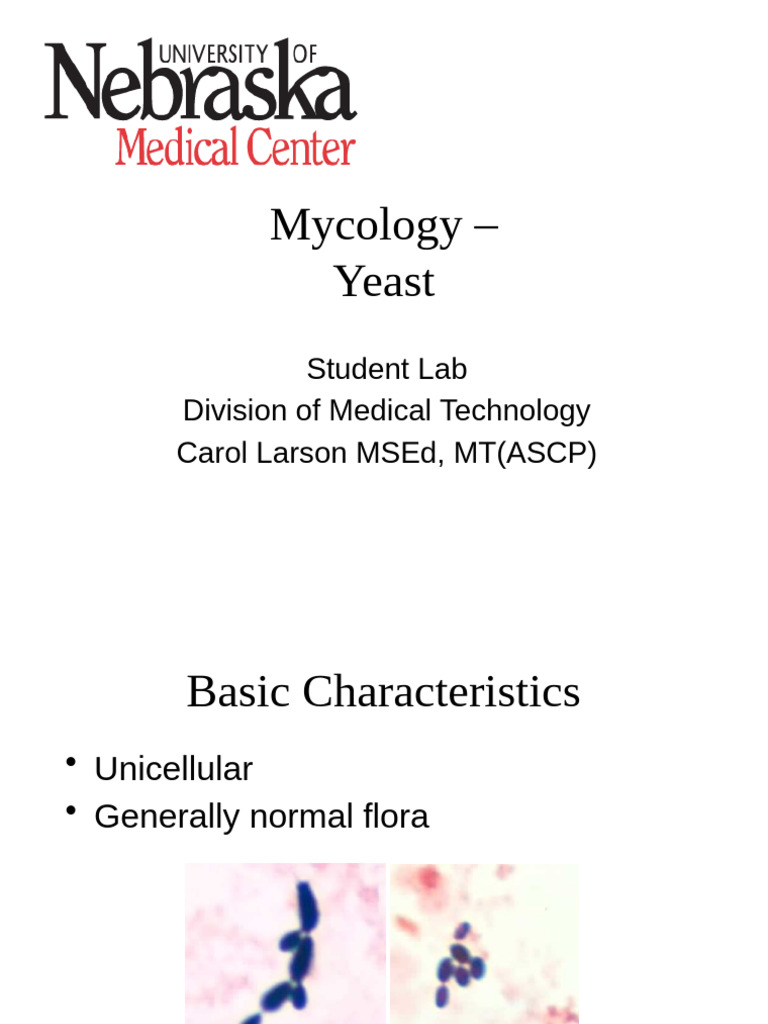 Yeast | PDF | Yeast | Candida (Fungus)